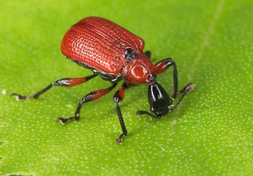 ENTOMOLOGICKÝ ÚSTAV | Úvodní stránka